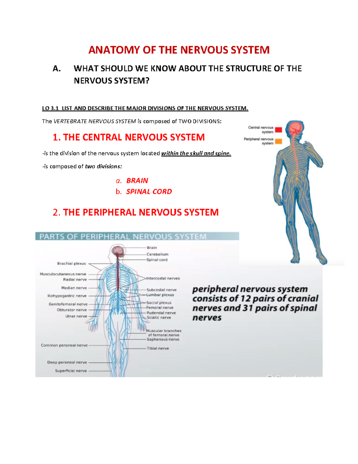 Anatomy OF THE Nervous System Notes - Copy - ANATOMY OF THE NERVOUS ...