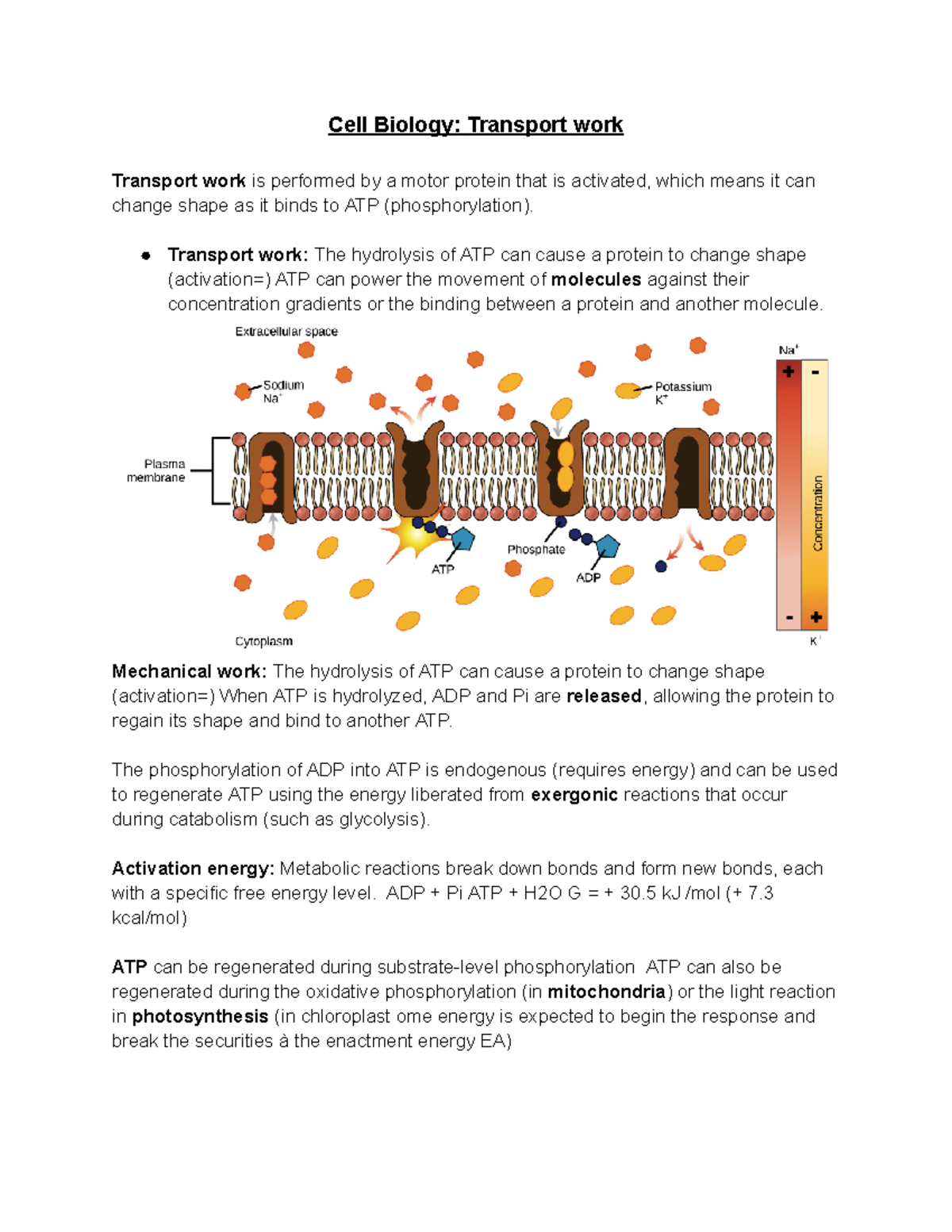 Cell Biology Transport work - Cell Biology: Transport work Transport ...