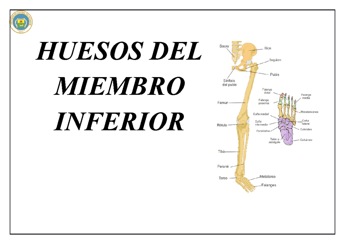 5-miembros inferiores -cuadro sinoptico - HUESOS DEL MIEMBRO INFERIOR ...