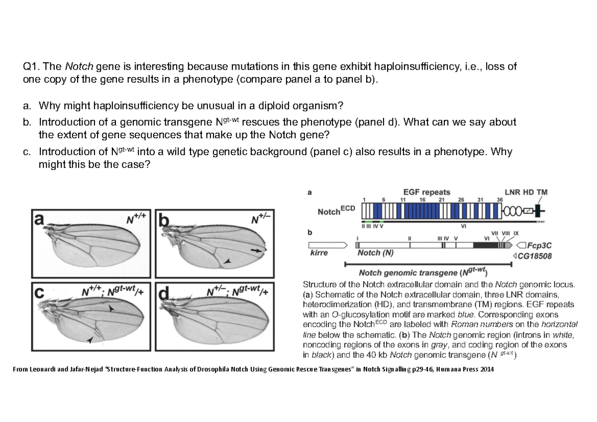 CEDB30002 2022 ALS 1 - Q1. The Notch gene is interesting because ...