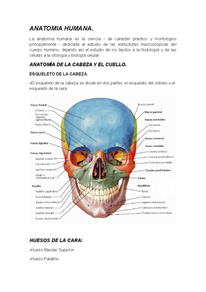 Mesodermo axial y paraxial A - CAPÍTULO 4 Evolución Embrionaria del ...