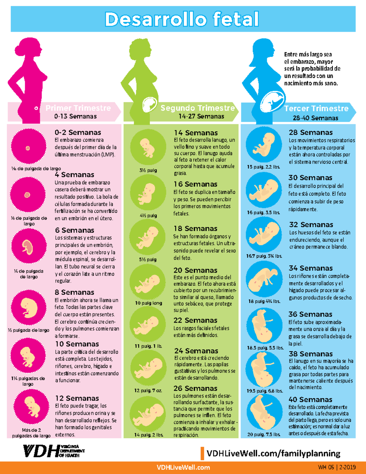 Fetal Development Spanish 2019 WEB Version - VDHLiveWell VDHLiveWell/familyplanning 0-13 Semanas ...