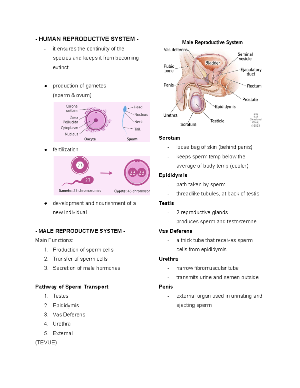 [4THQ] Science - HUMAN REPRODUCTIVE SYSTEM - it ensures the continuity ...