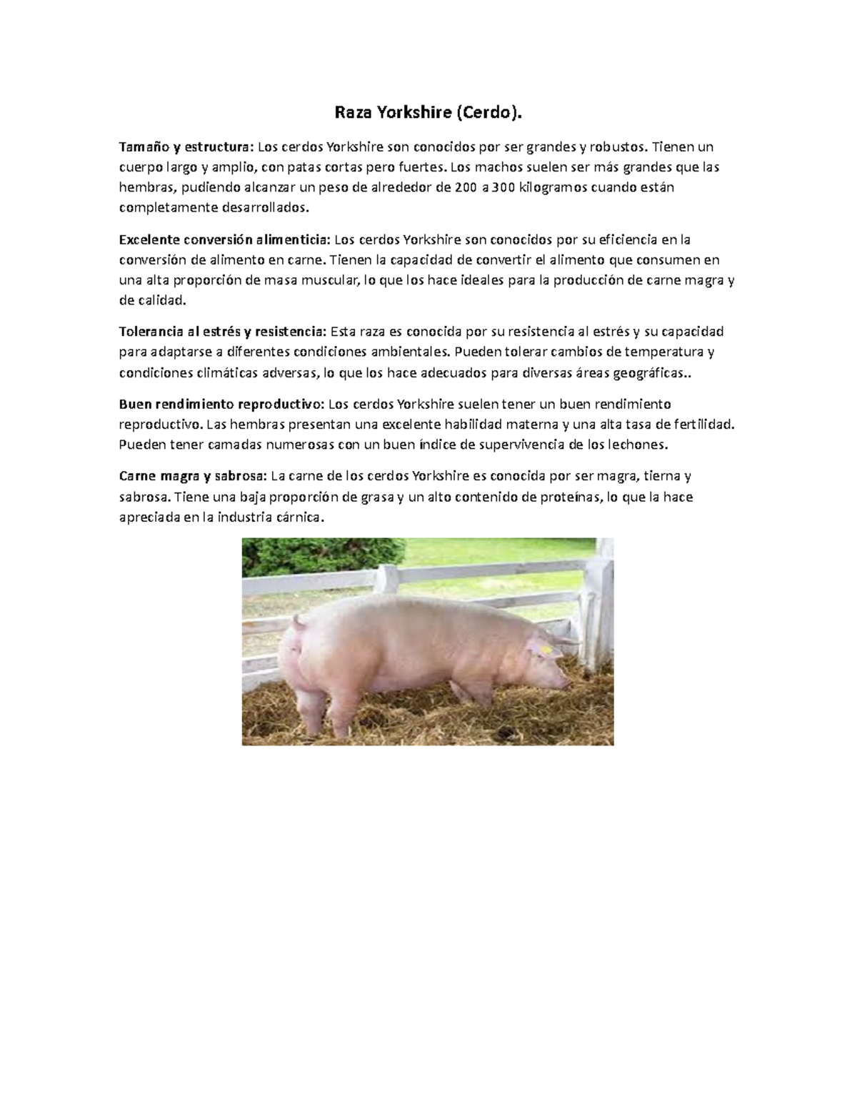 Raza Yorkshire - utt - Raza Yorkshire (Cerdo). Tamaño y estructura: Los ...