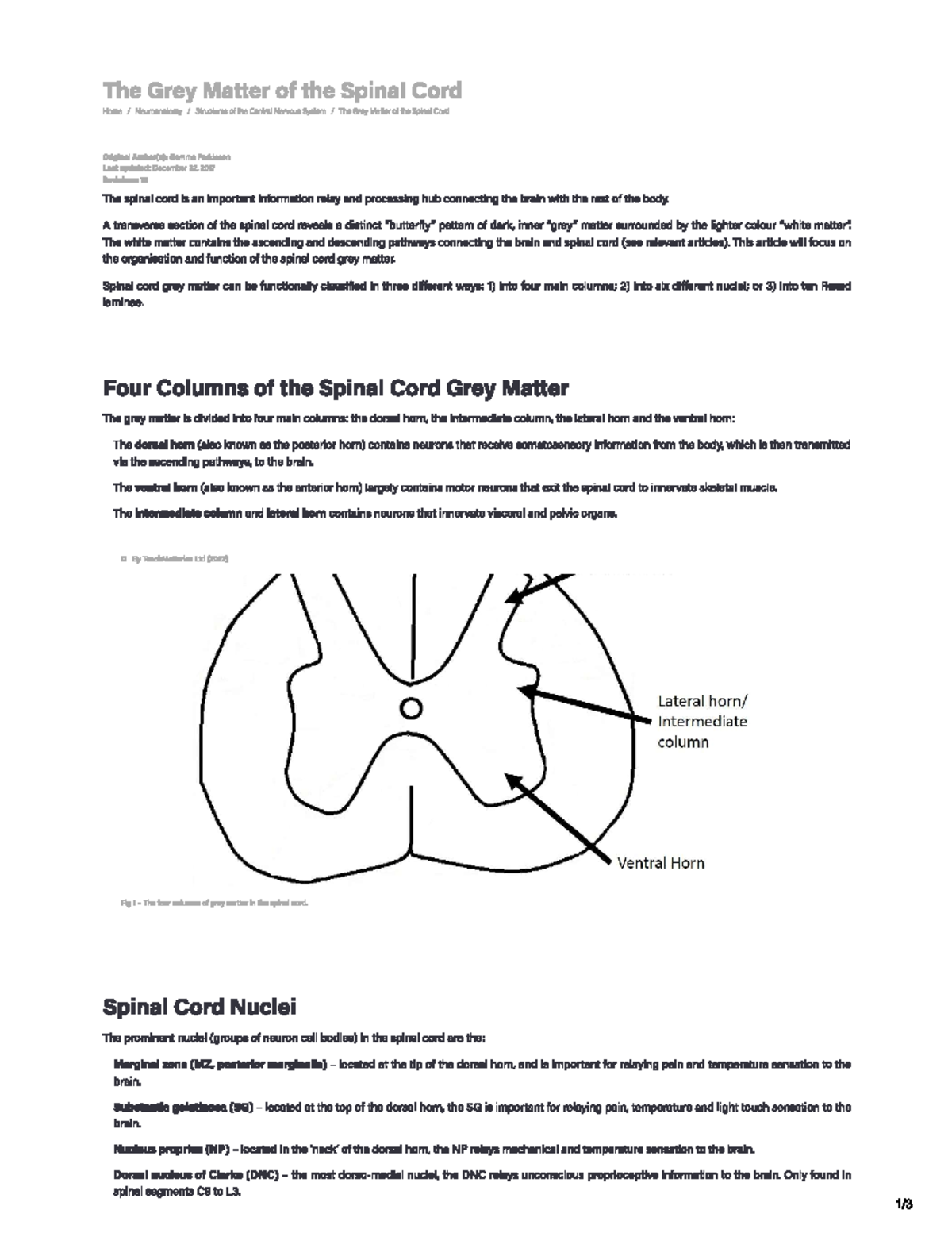 Gray matter - great - The Grey Matter of the Spinal Cord Home ...
