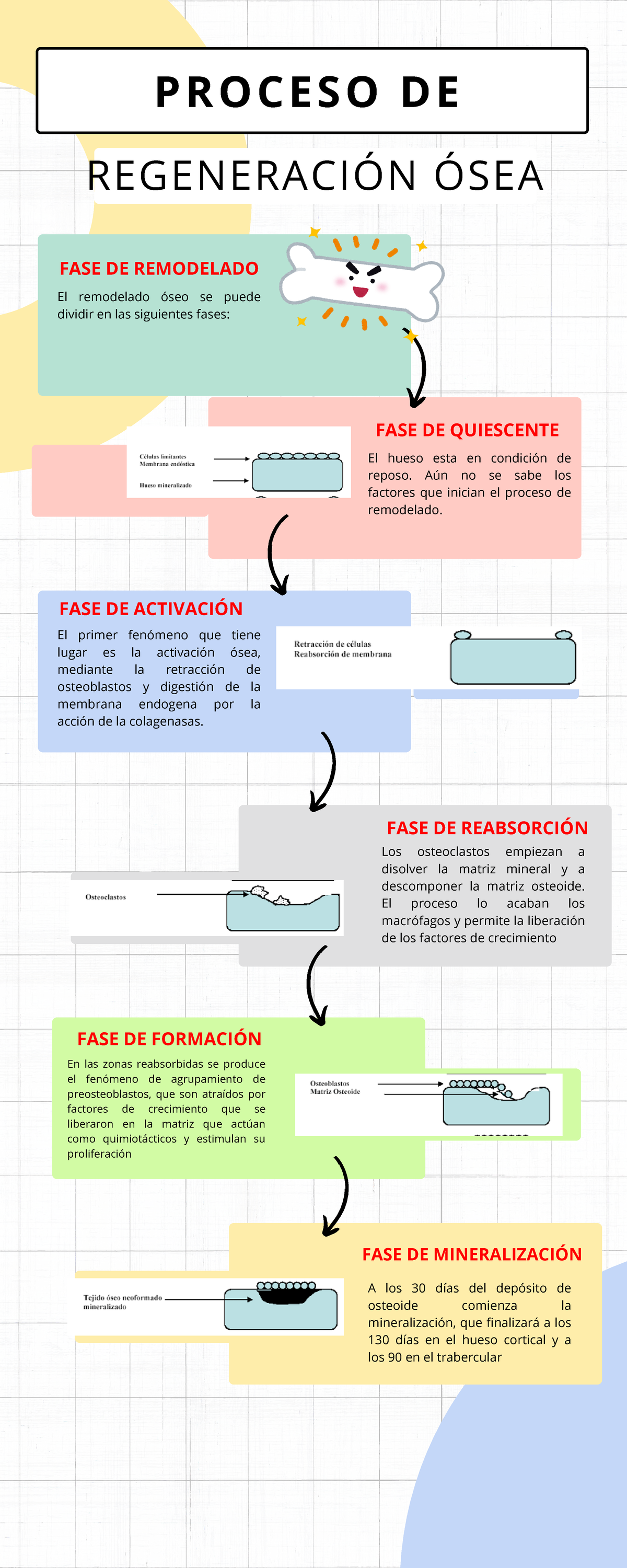 Proceso de regeneración ósea - FASE DE REMODELADO El remodelado óseo se puede dividir en las ...