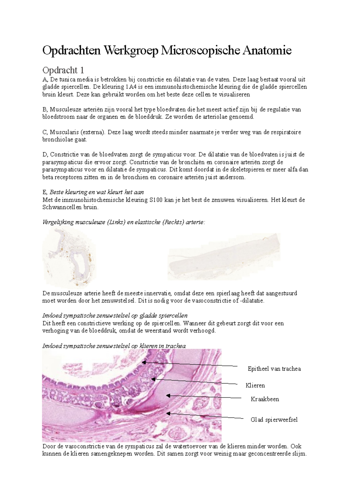 Opdrachten Werkgroep Microscopische Anatomie - Deze laag bestaat vooral ...