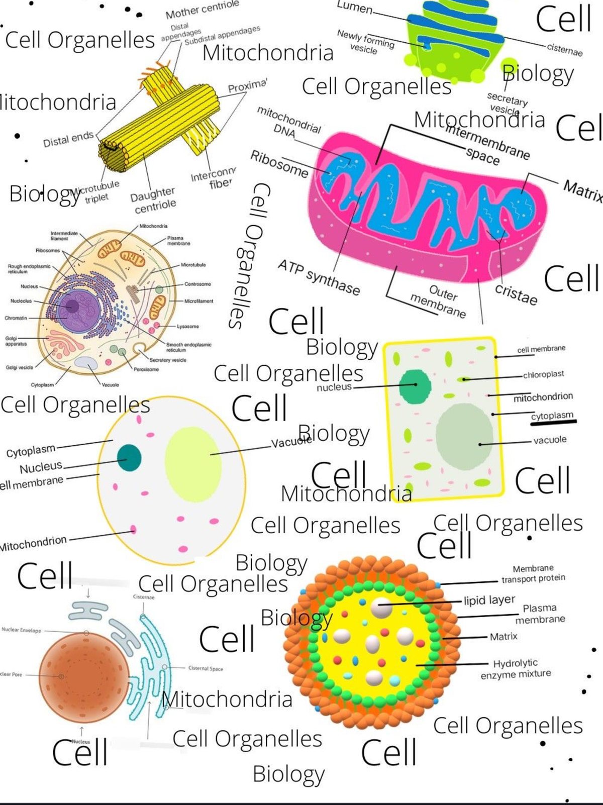Molecules and Cells in Human Disease - BIOL21351 - Studocu