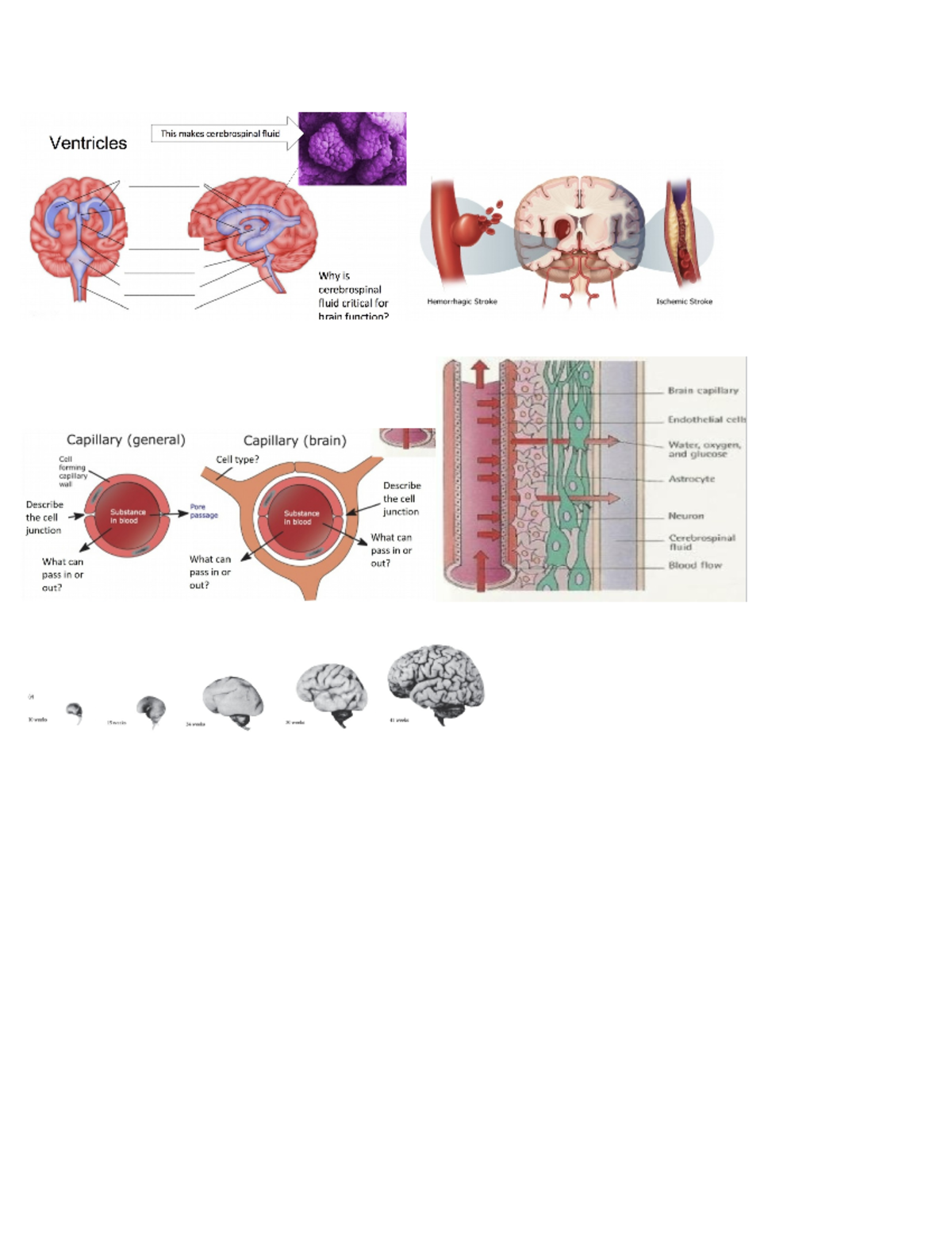Biopsych Diagrams - PSYCH 202 - UW - Studocu