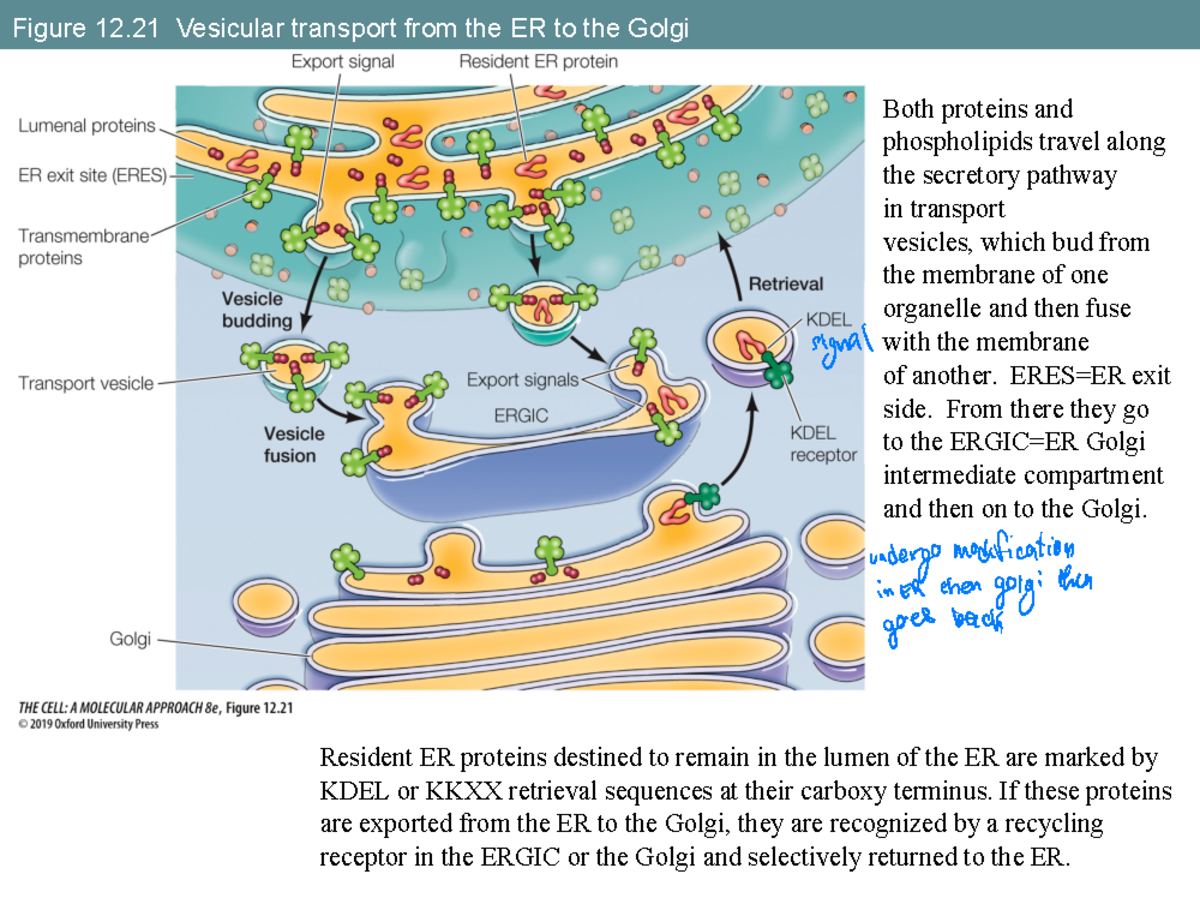 Cell Biology final-1-95 - Figure 12 Vesicular transport from the ER to the Golgi Both proteins ...