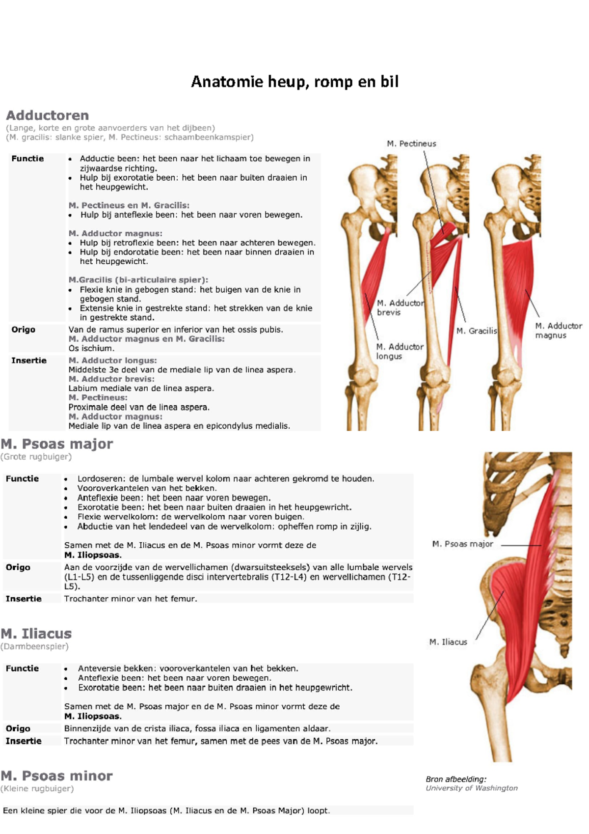 Anatomie heup, romp en bil - Anatomie/fysiologie - Studeersnel