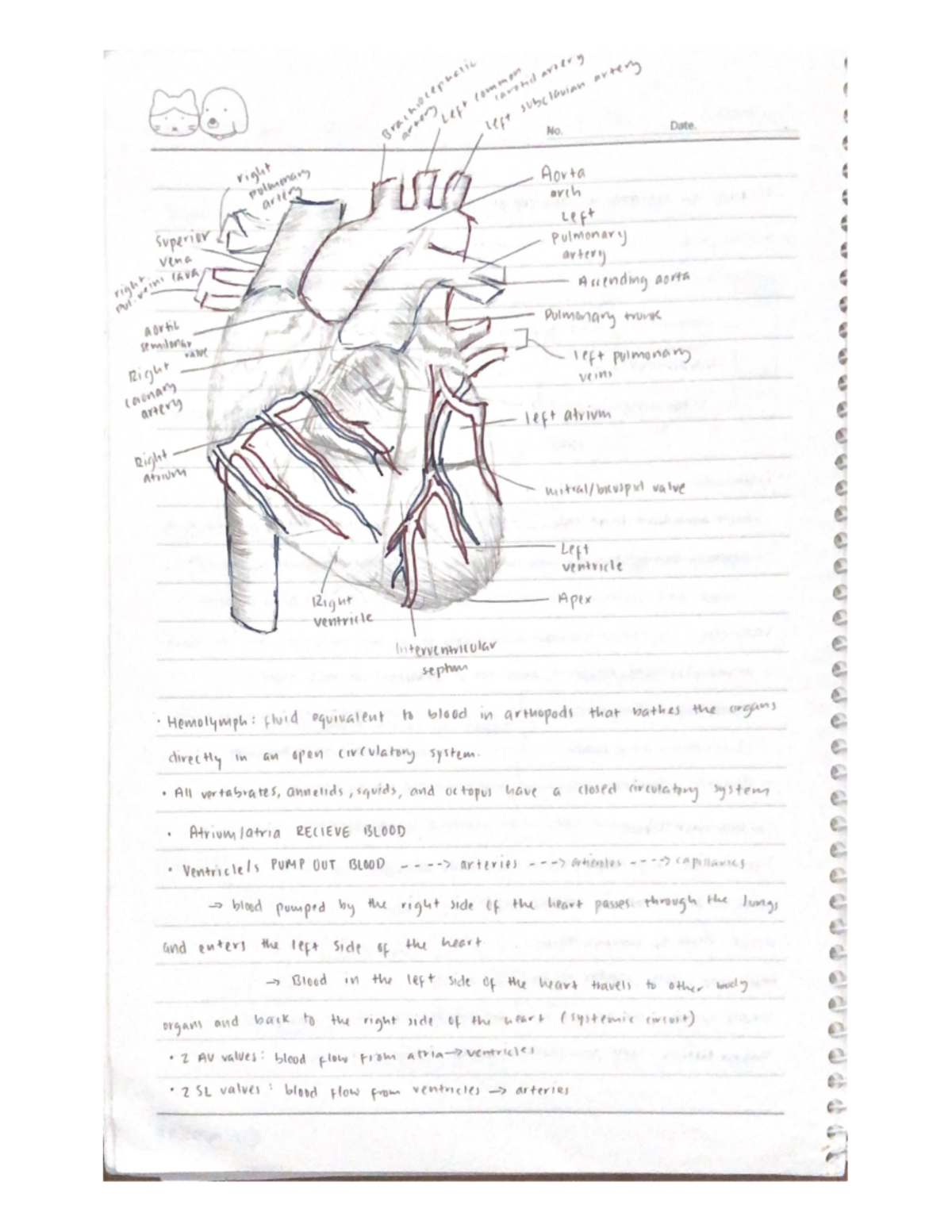 Diagram of Human Heart - BIOL 1310 - Studocu
