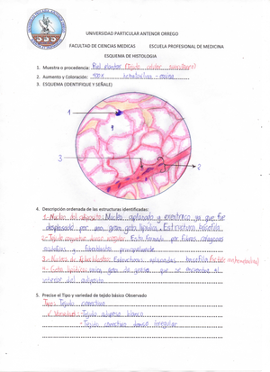 GUIA Practica Histologia 09 - UNIVERSIDAD PRIVADA ANTENOR ORREGO FACULTAD DE CIENCIAS DE LA ...
