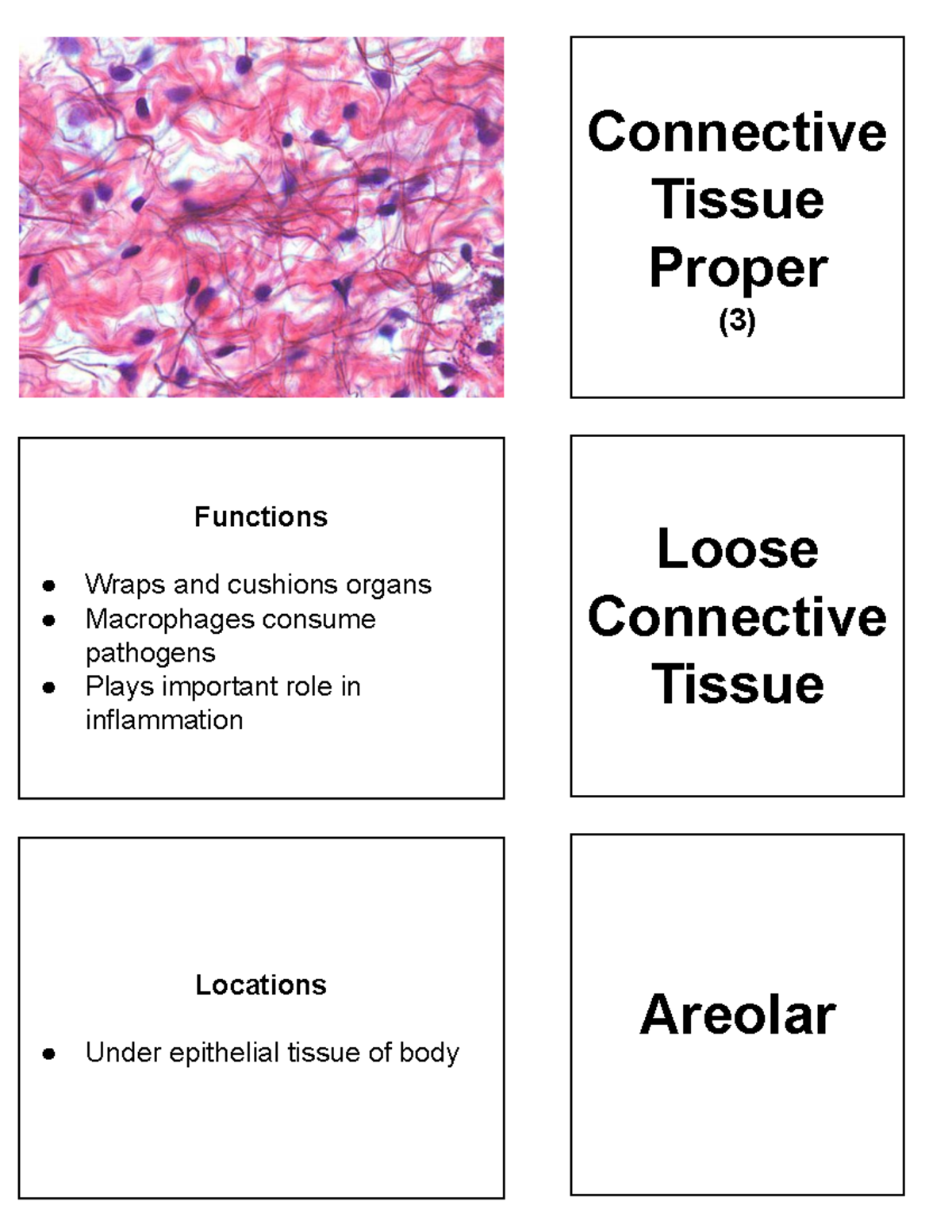 Connective Tissue Card Sort - Functions Wraps and cushions organs ...