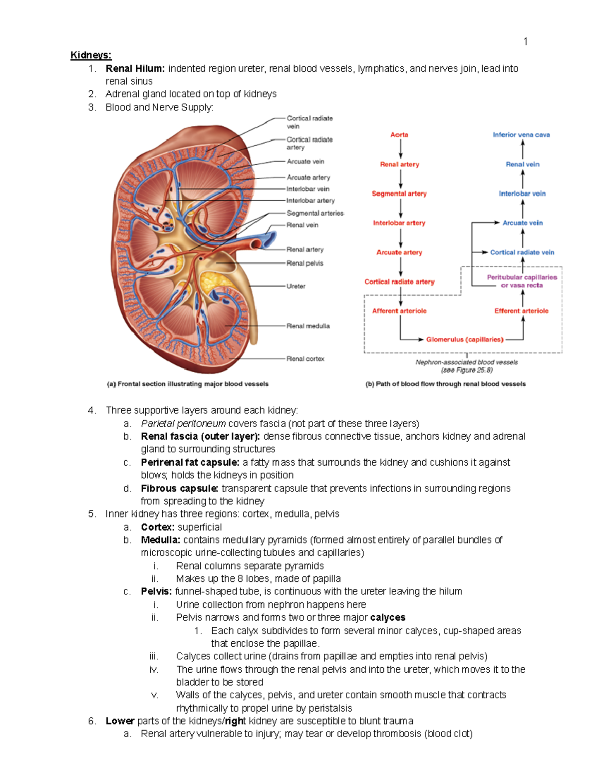 CH. 25 - Urinary System and Filtration system - Kidneys: 1. Renal Hilum ...