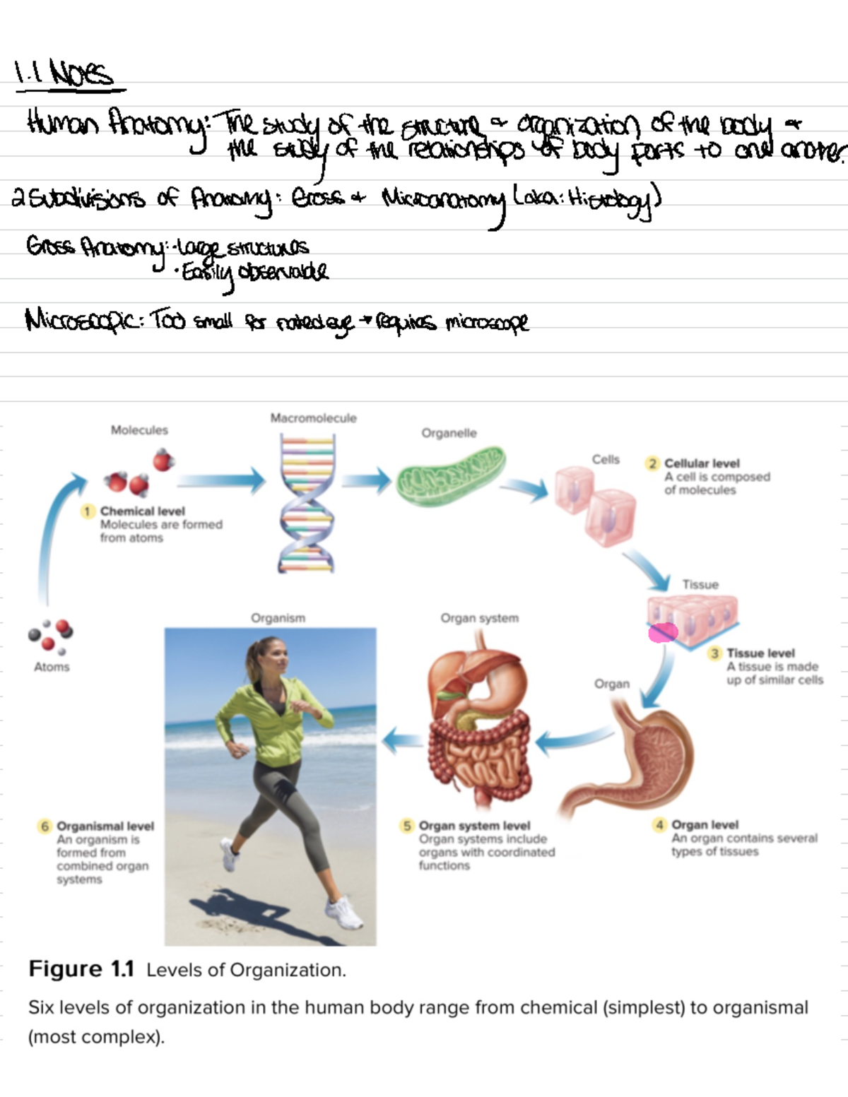 Chapter 1 - Human Anatomy -Notes Anatomy:The say theePSN ...