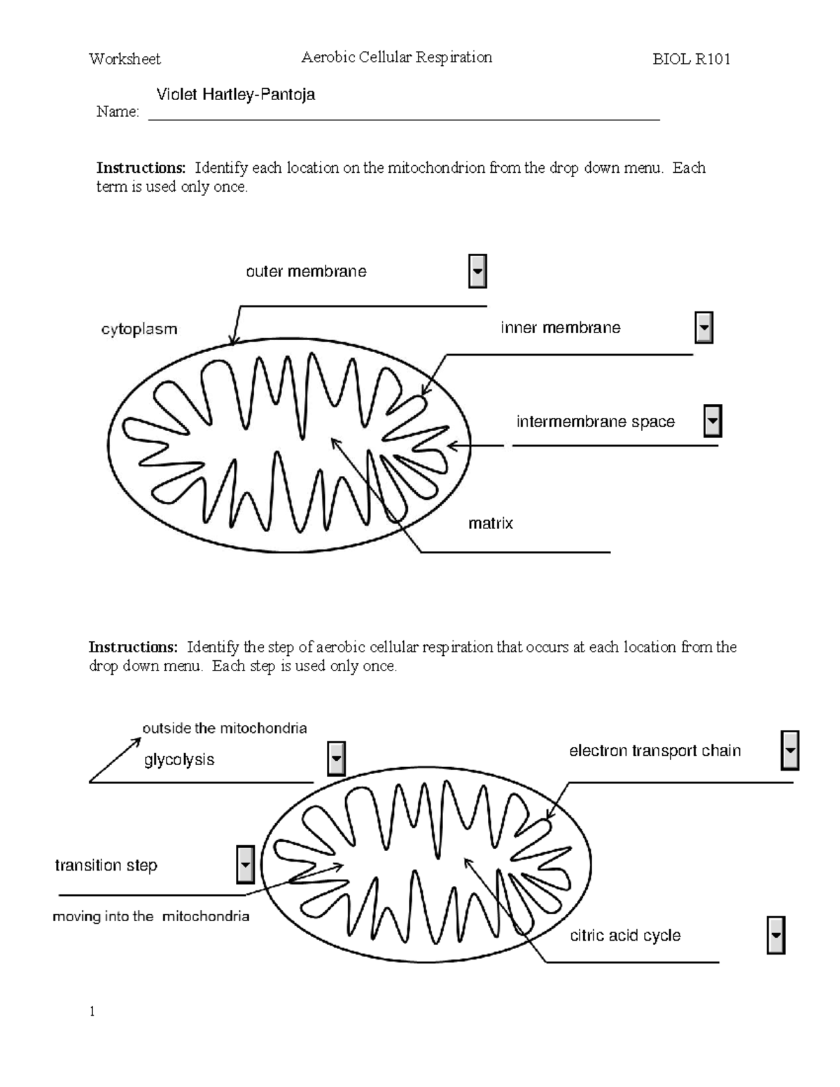 L05 - fillable respiration - Worksheet Aerobic Cellular Respiration 1 ...