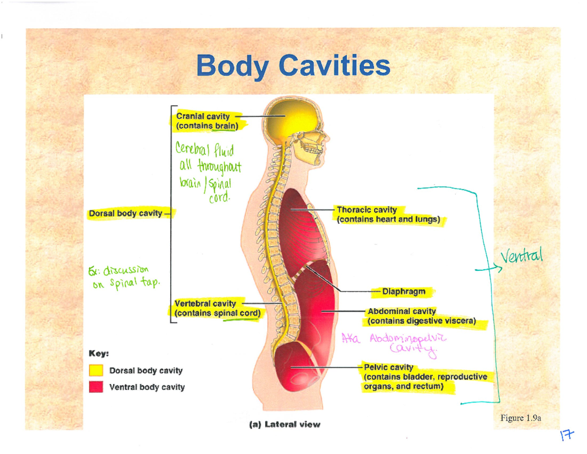 PPT anatomical terms Notes Scanned 3 mp - Body Cavities Cranial cavity ...