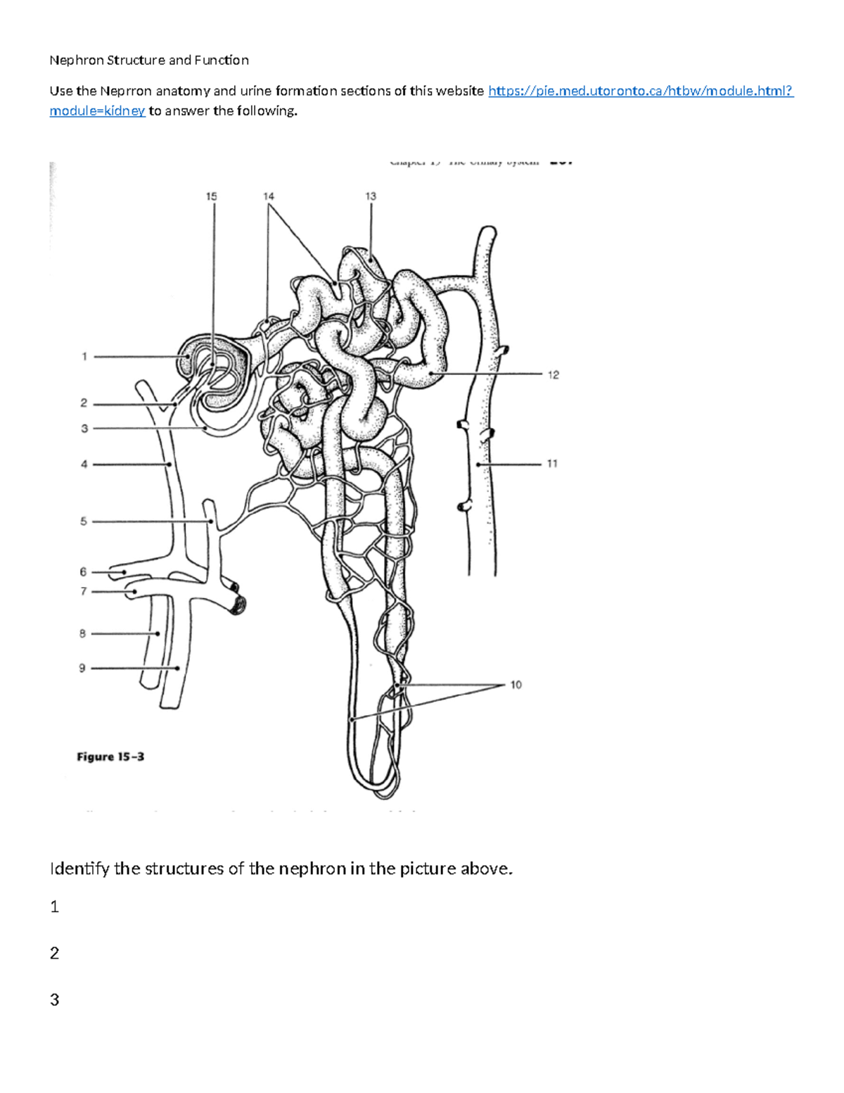 Nephron structure and function - Nephron Structure and Function Use the ...