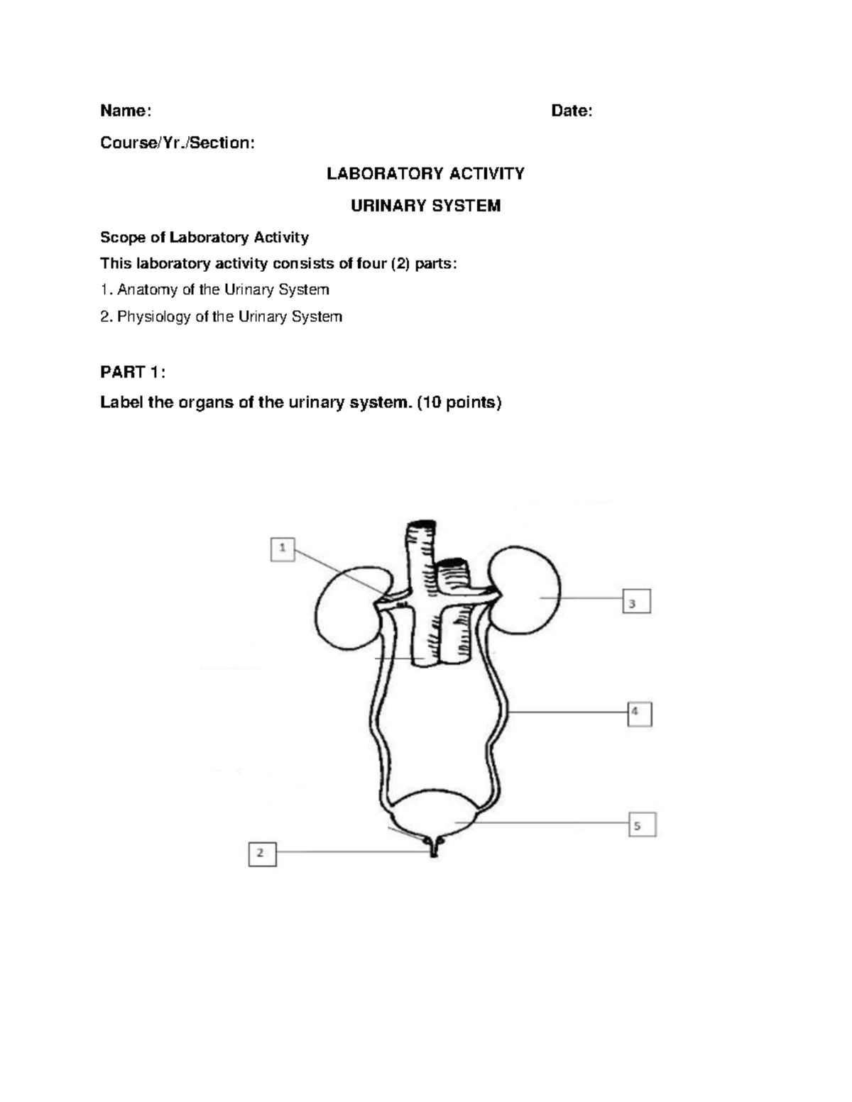 Urinary System LAB Activity - Nursing - Name: Date: Course/Yr./Section ...