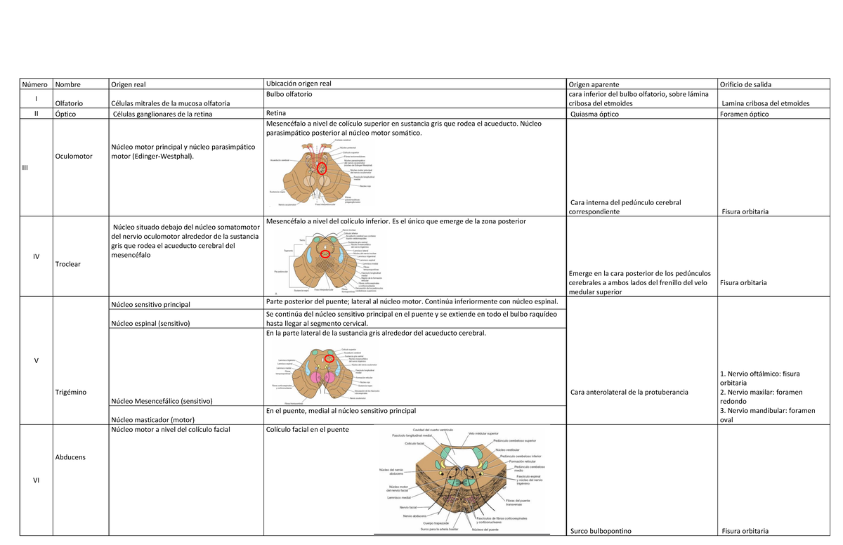 Pares craneales - Neuroanatomía Clínica - Warning: TT: undefined function: 32 Número Nombre ...