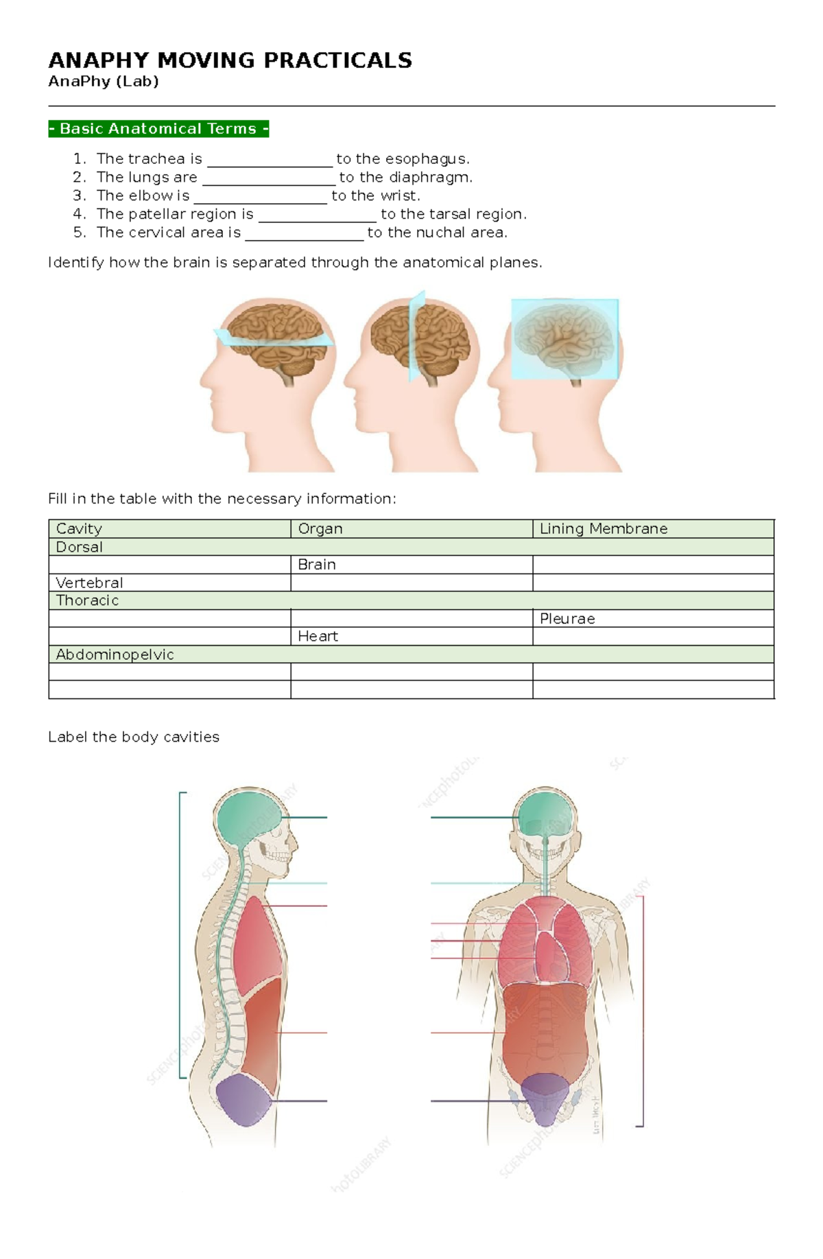 Anaphy Moving Worksheet - AnaPhy (Lab) Basic Anatomical Terms - 1. The ...