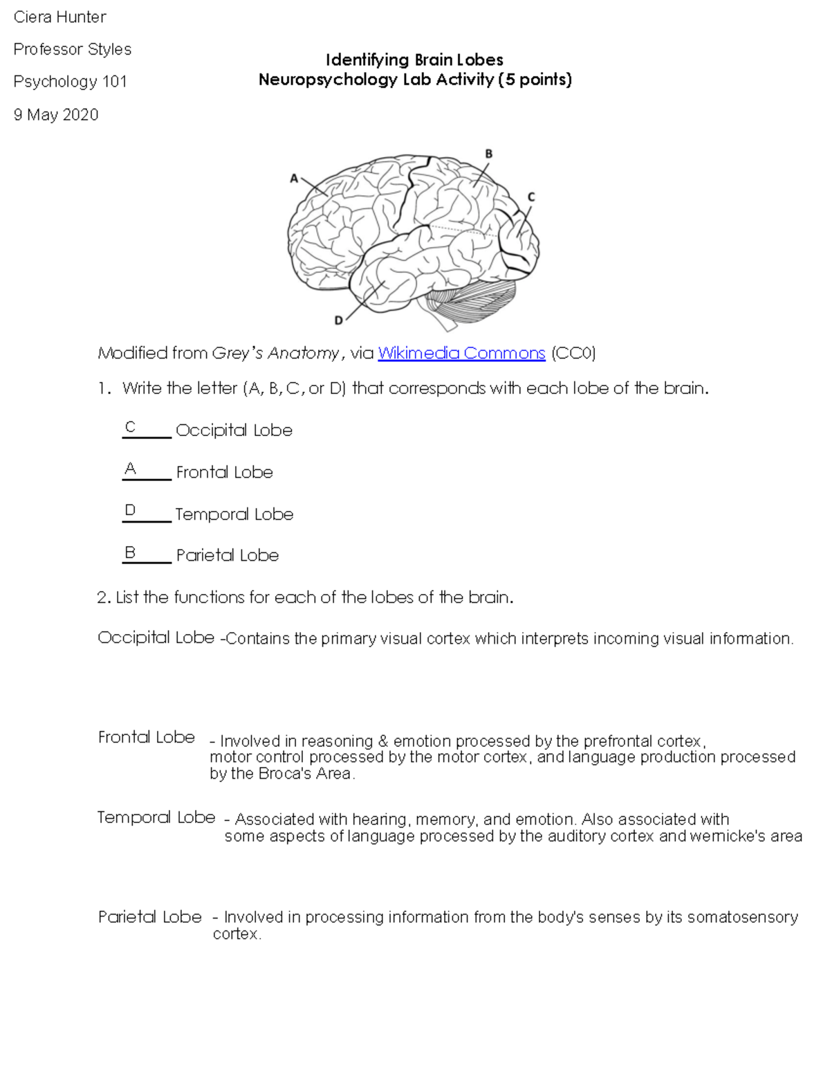 Identifiying Brain Lobes - Neuropsychology Lab Activity - Identifying ...