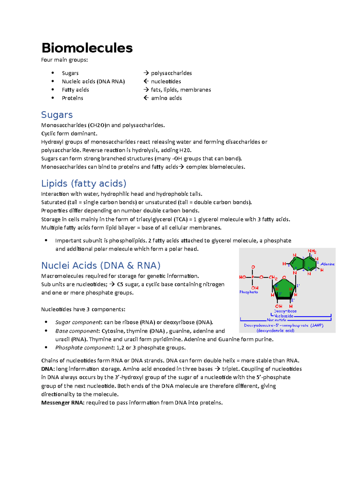 Summary biomolecules, sugars, nucleic acif, fatty acid and proteins ...