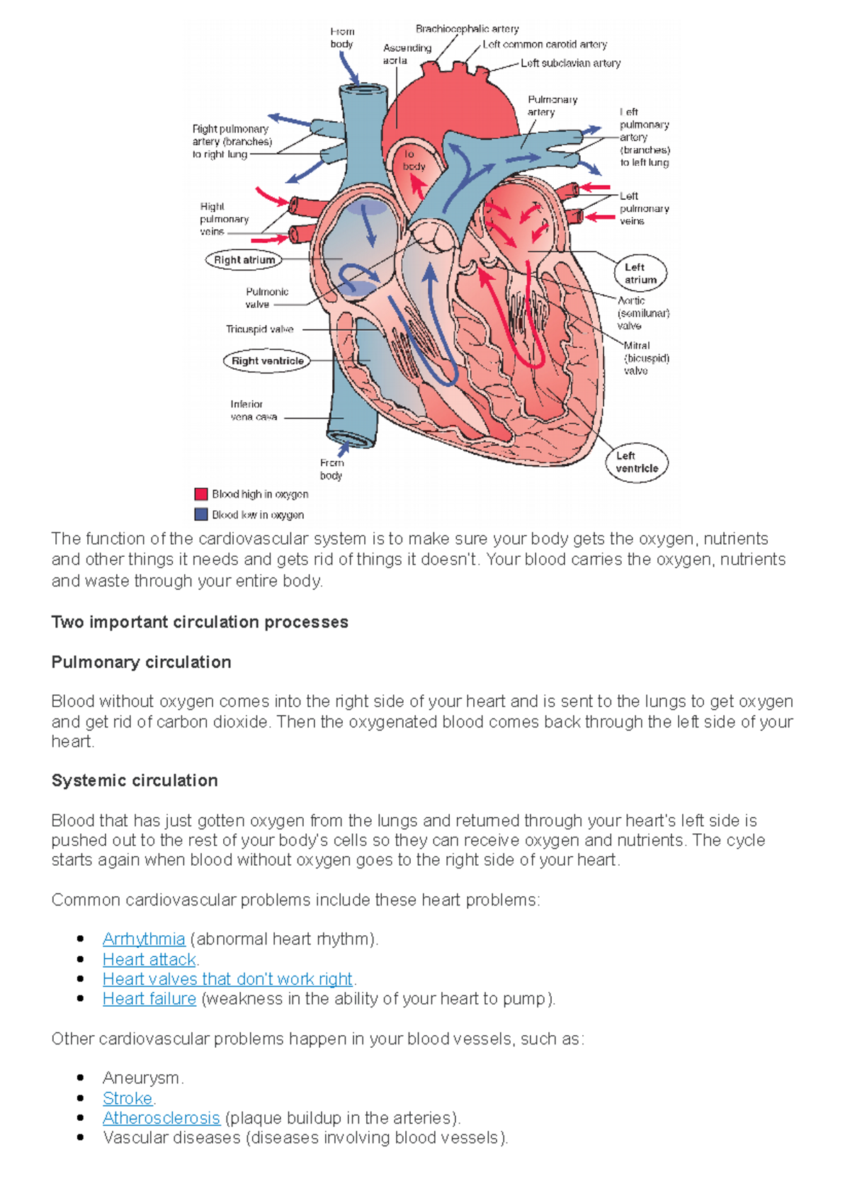 Anaphy - The function of the cardiovascular system is to make sure your ...