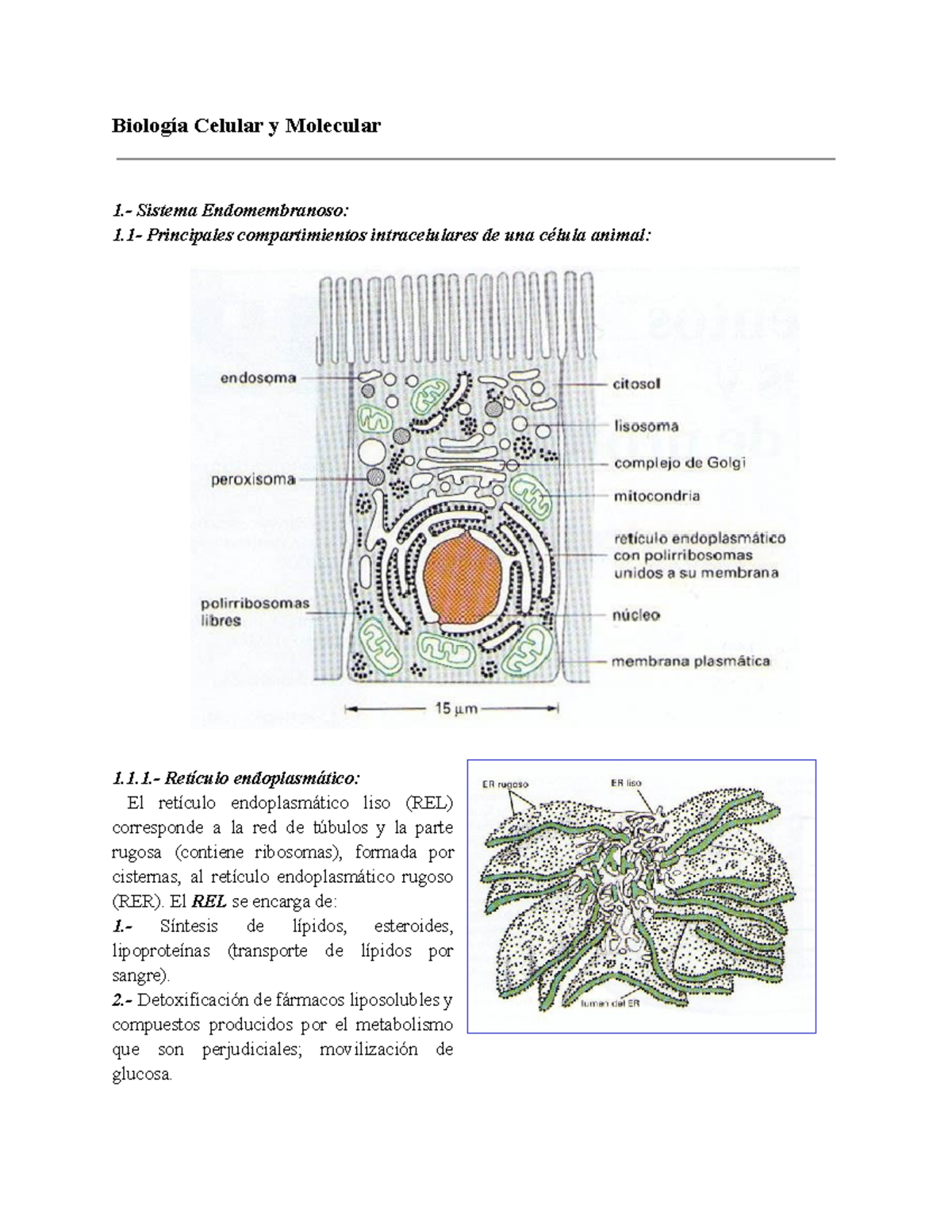 Biología Celular y Molecular Resumen 2 - Biología Celular y Molecular 1.- Sistema Endomembranoso ...