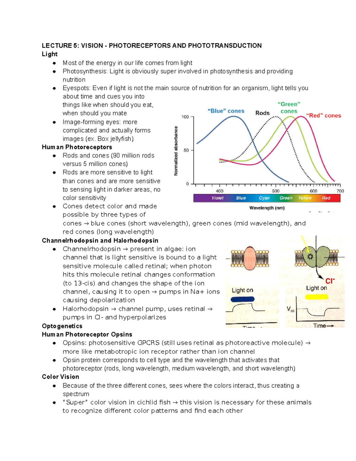 Unit 5 Lecture 5 - LECTURE 5: VISION - PHOTORECEPTORS AND ...