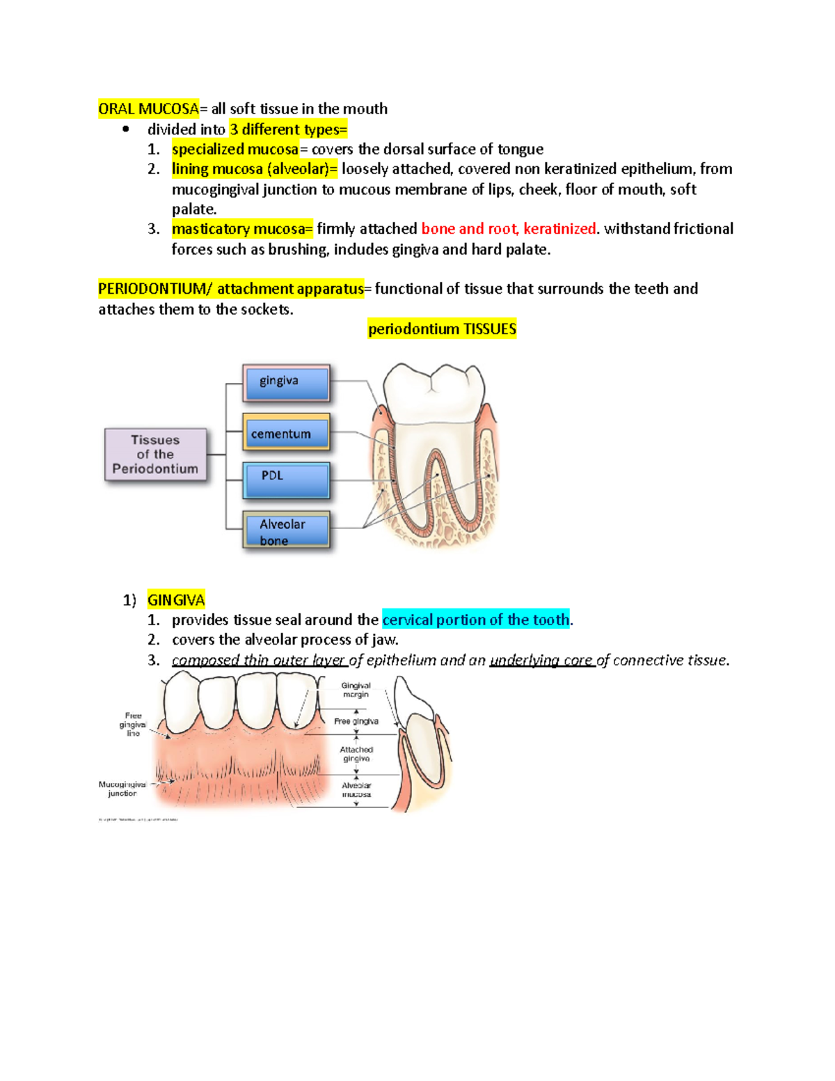 Study for perio - John Oliver - Studocu