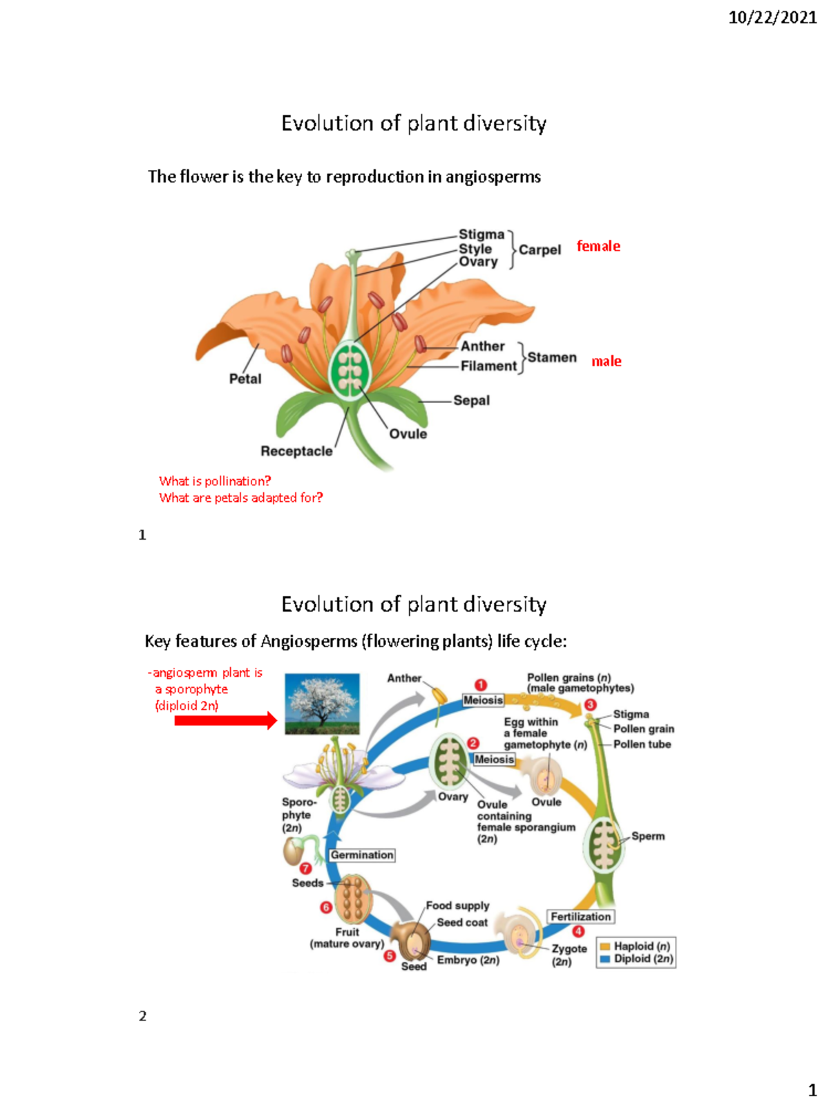 Chapter 17 bio 1010 - Evolution of plant diversity The flower is the ...