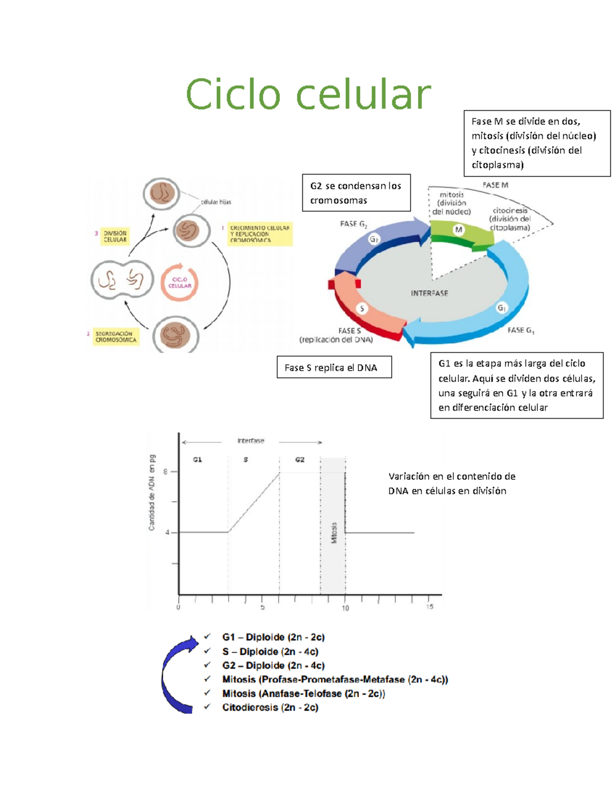 Ciclo celular completo - Ciclo celular Fase M se divide en dos, mitosis (división del núcleo) y ...