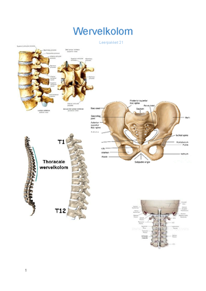 Functionele anatomie Wervelkolom - Functionele anatomie onderste lidmaat: Wervelkolom 1. - Studocu