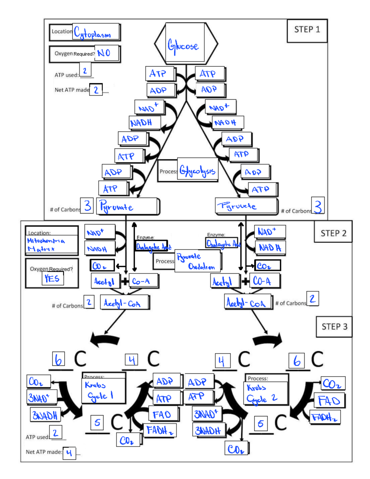 Respiration Flowchart - BSC 2010 - 00000 ooo a man B ED Mme e mmmm wooo ...