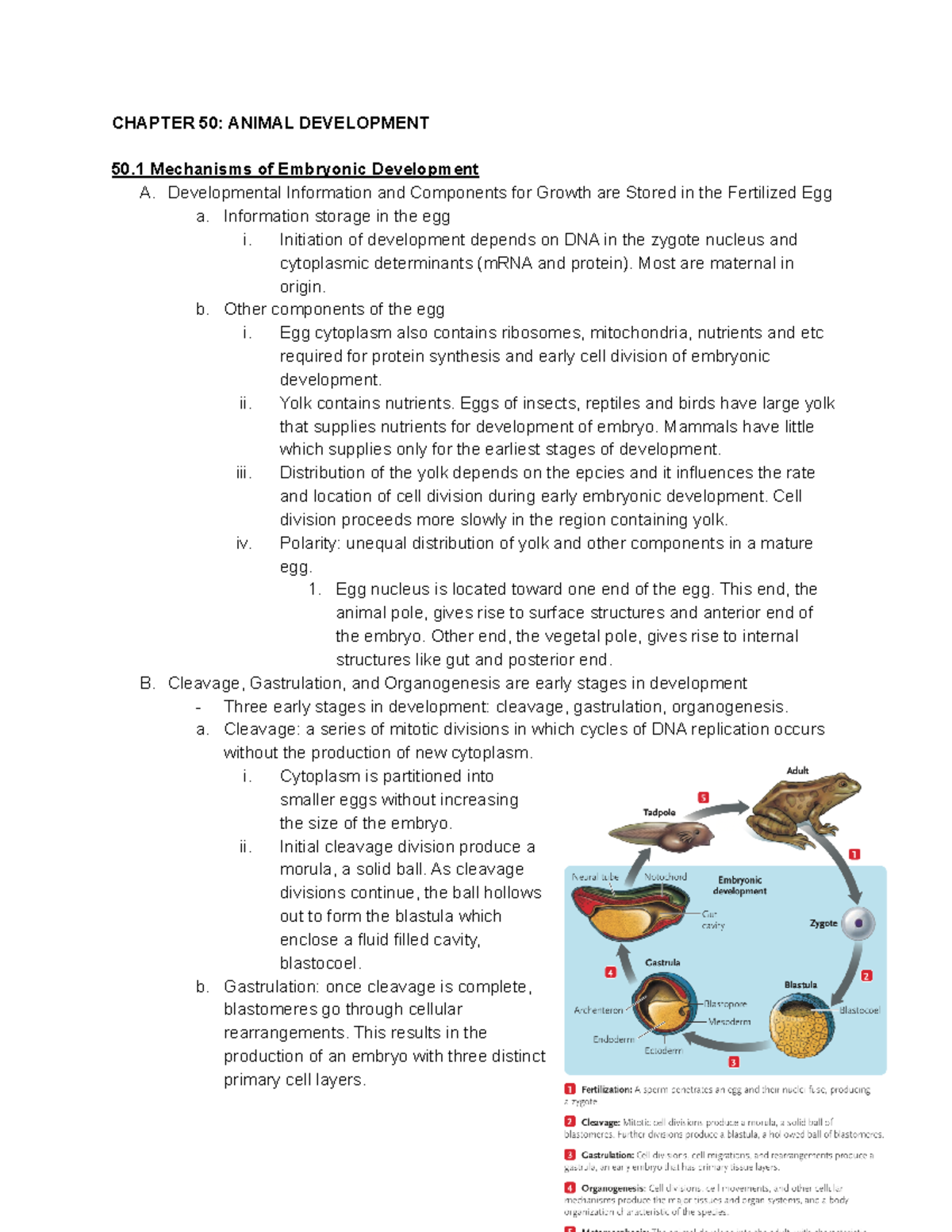 Chapter 50 Animal Development - CHAPTER 50: ANIMAL DEVELOPMENT 50 ...