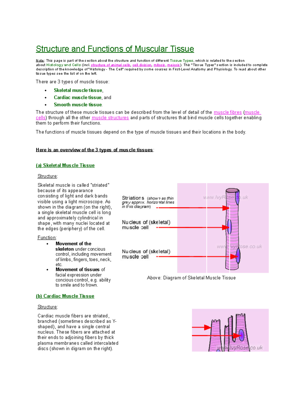 385550259 Structure And Functions Of Muscular Tissue Structure And 