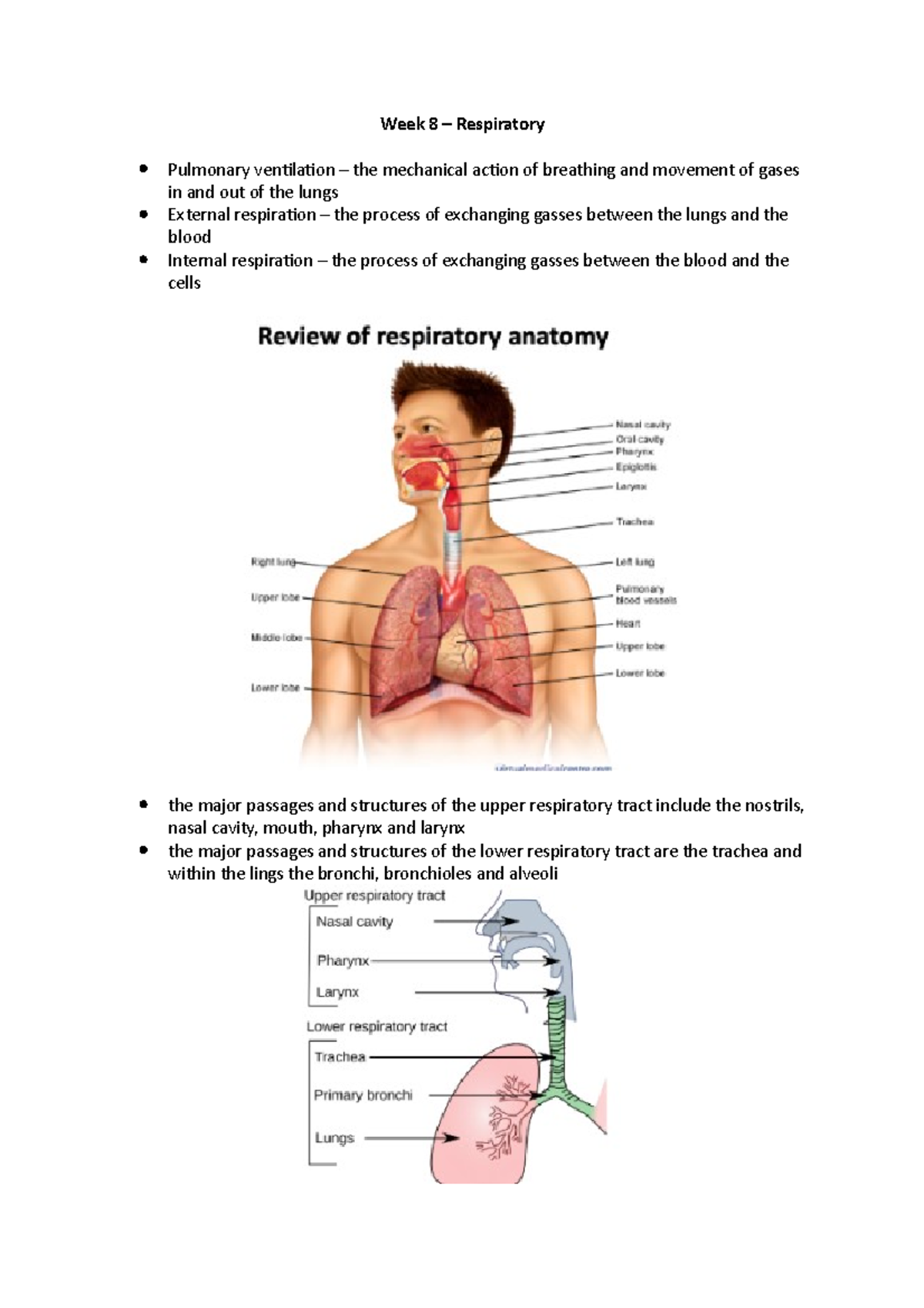 Week 8 – Respiratory Assessement - Week 8 – Respiratory Pulmonary ...