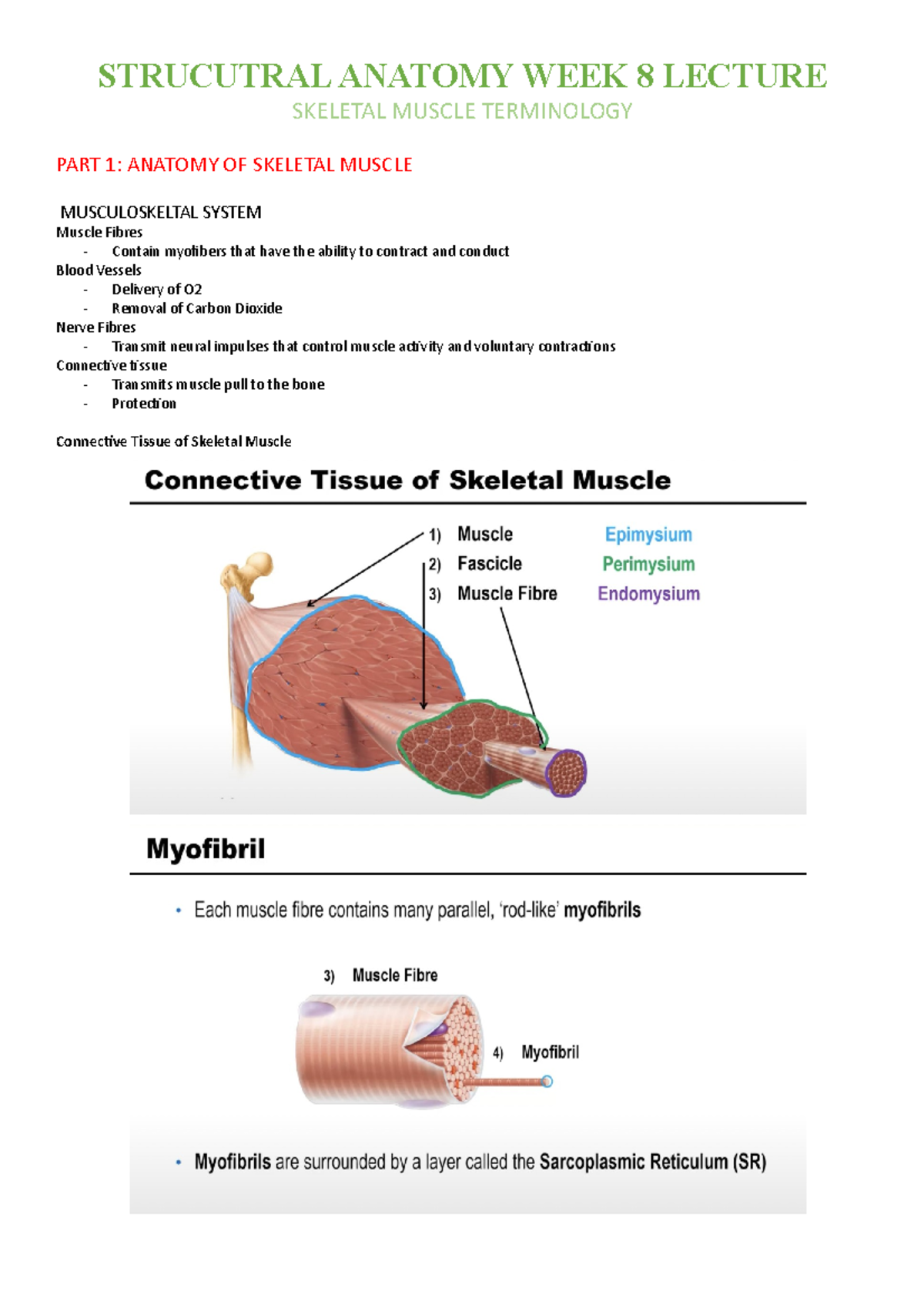 Strucutral Anatomy WEEK 8 Lecture - STRUCUTRAL ANATOMY WEEK 8 LECTURE ...