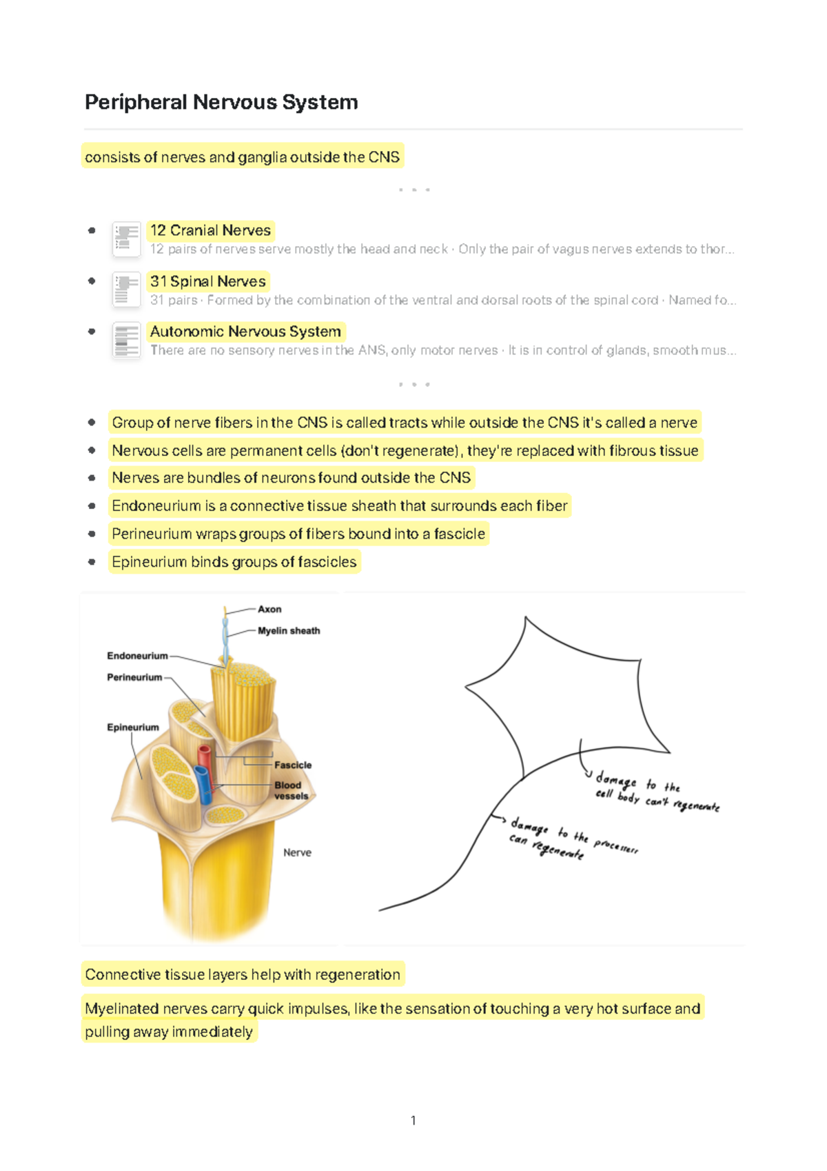 Peripheral Nervous System - Peripheral Nervous System consists of ...