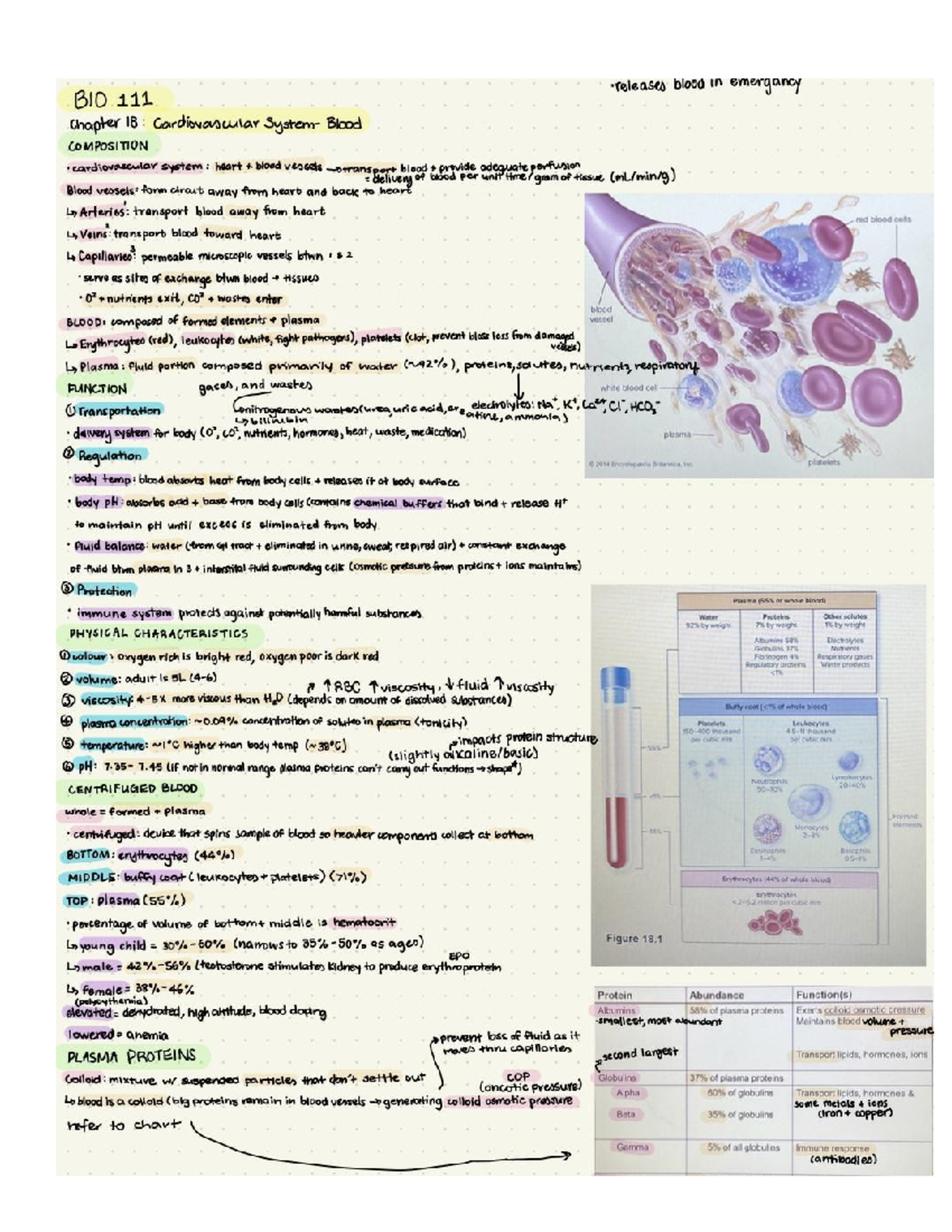 Bio - Blood notes - BIOL 111 - Studocu