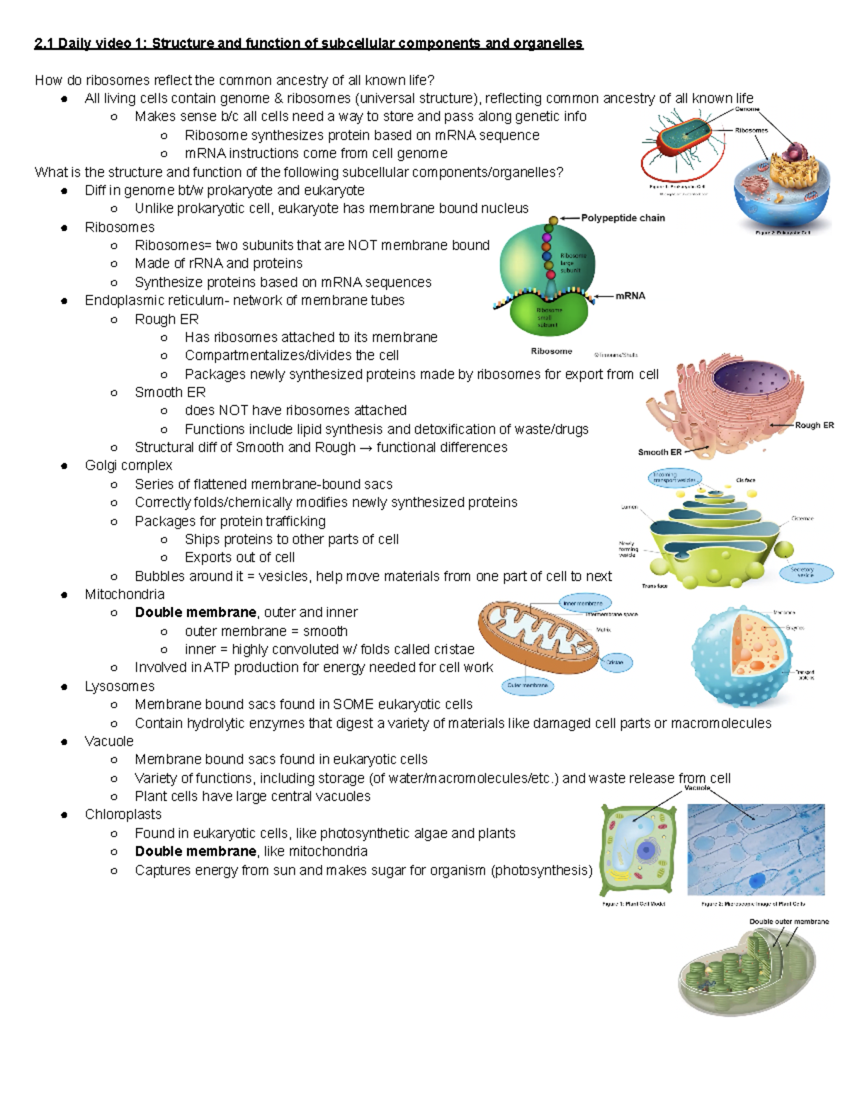 M3l1 notes - efjiaowejfaiwejfopeiwrjf - 2 Daily video 1: Structure and ...