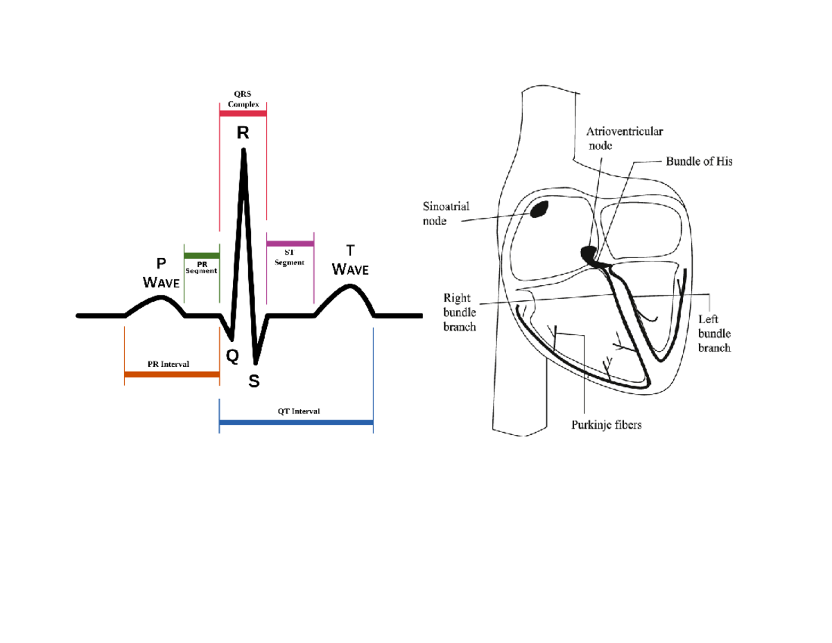 Week 1 Cardiac Handout for students- summer 22 - Know: Unique ...