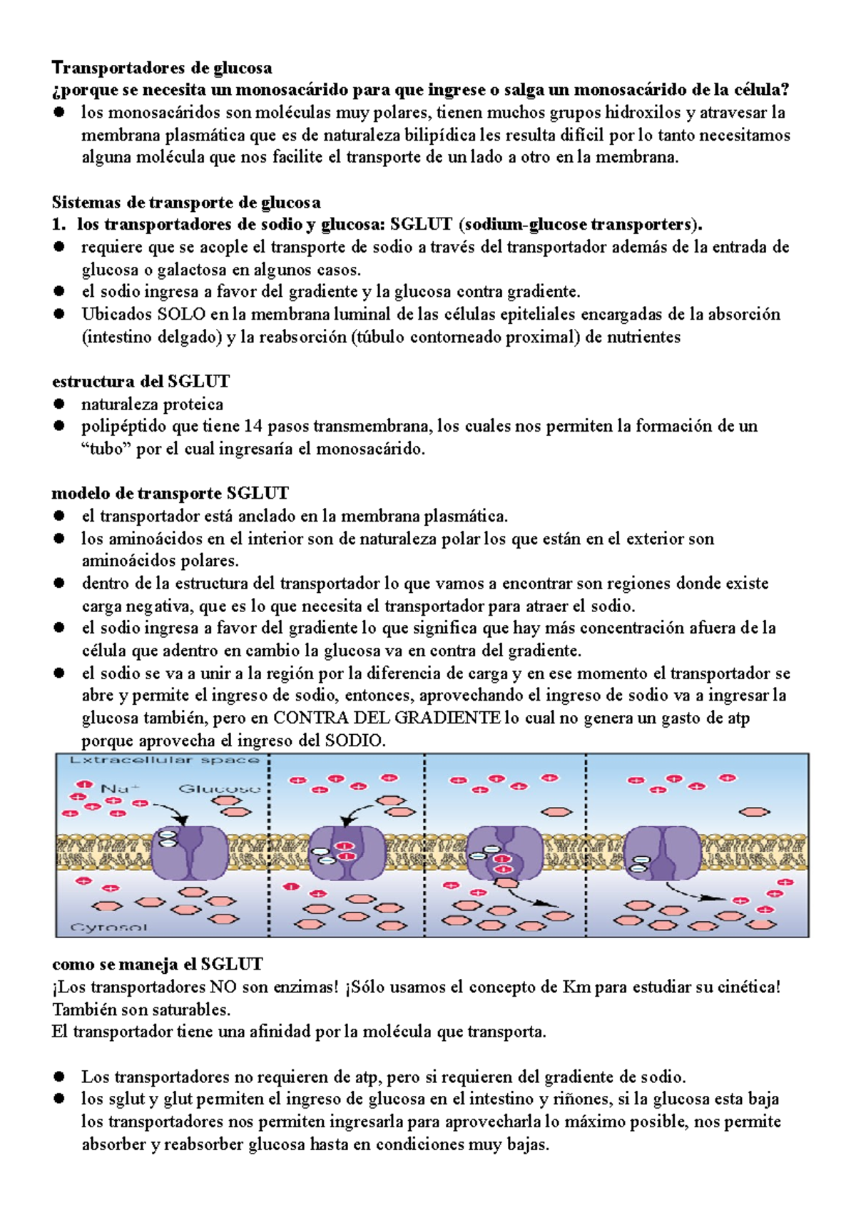Sglut, glut, liberacion de insulina y glucagon - Transportadores de ...