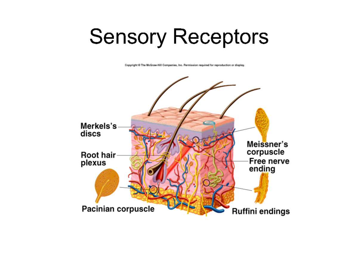 05 Receptor Lab - Sensory Receptors Cerebral Cortex Occipital Lobe Two ...