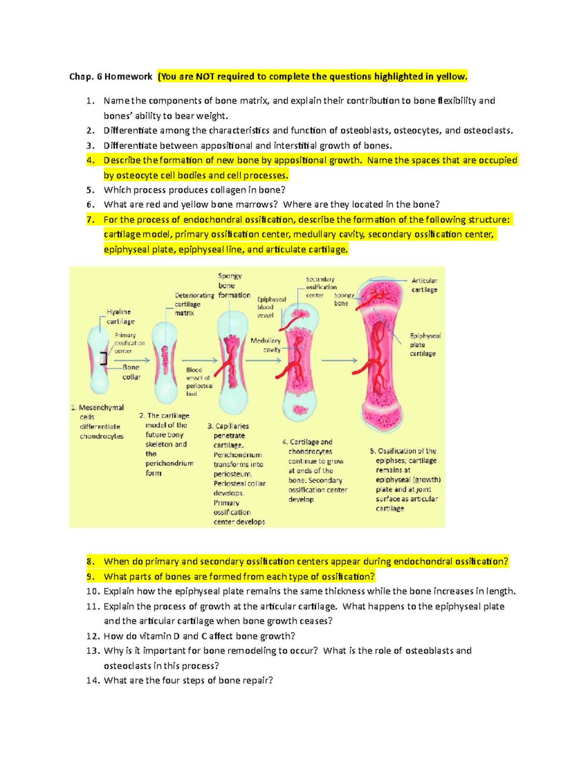 Chap 6 homework Skeletal - Chap. 6 Homework (You are NOT required to ...