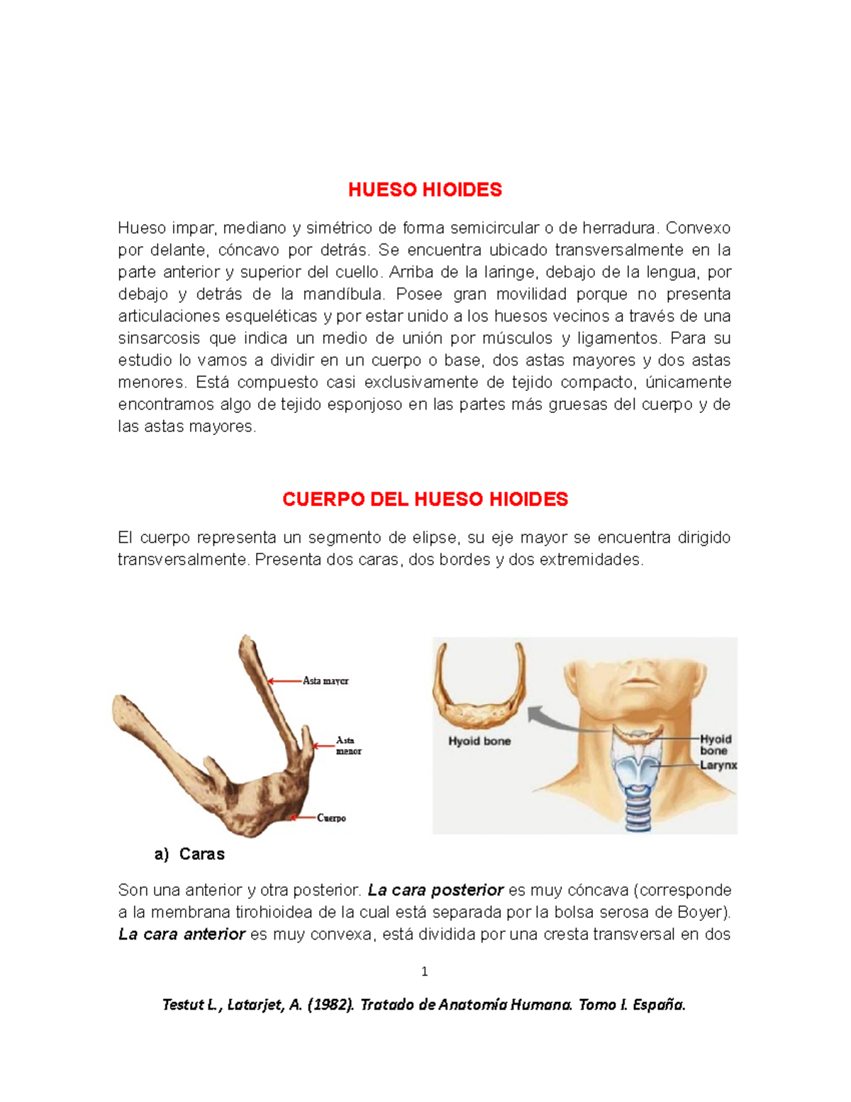 Huesos hioides - características - HUESO HIOIDES Hueso impar, mediano y ...