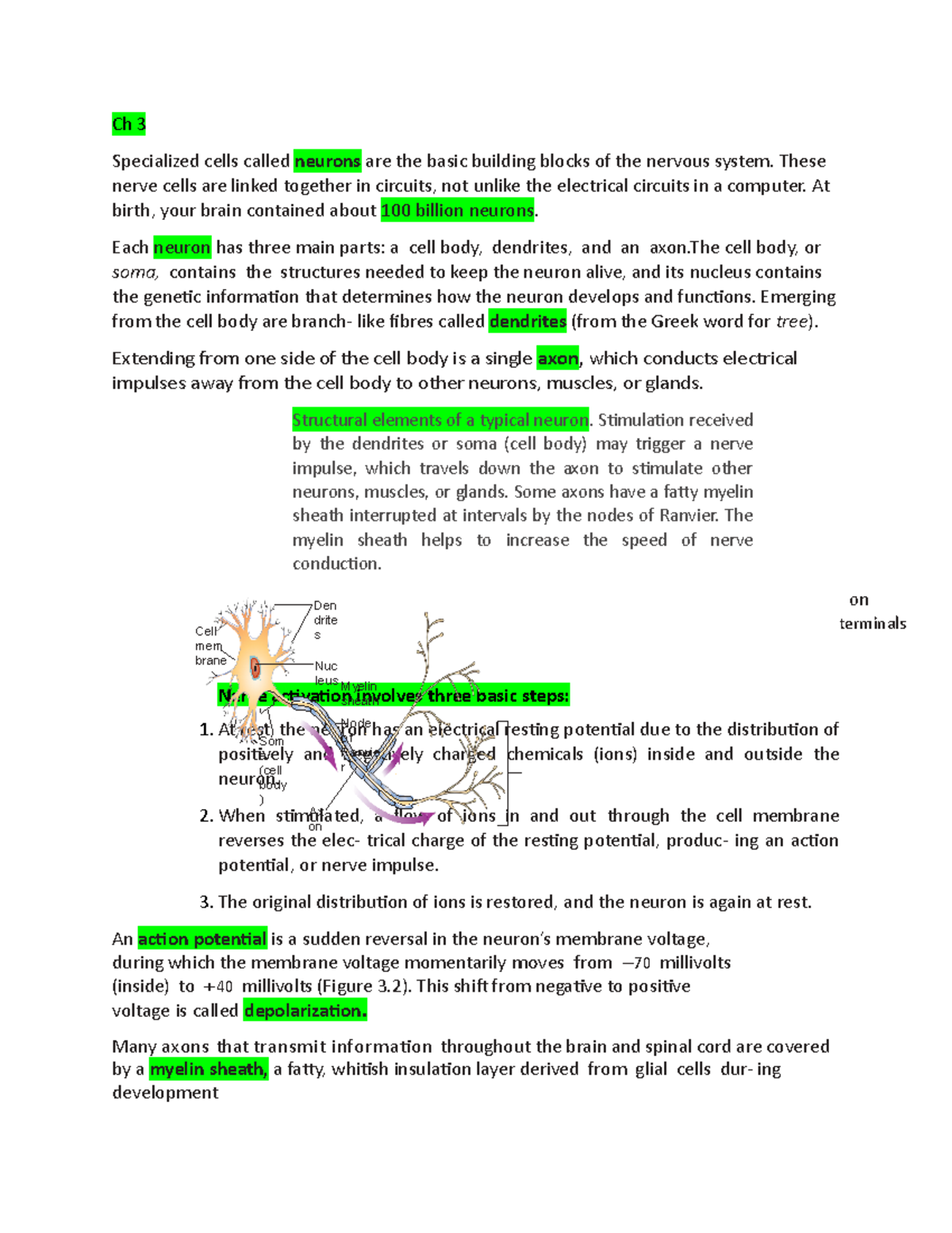Ch 3 - notes - Ch 3 Specialized cells called neurons are the basic ...