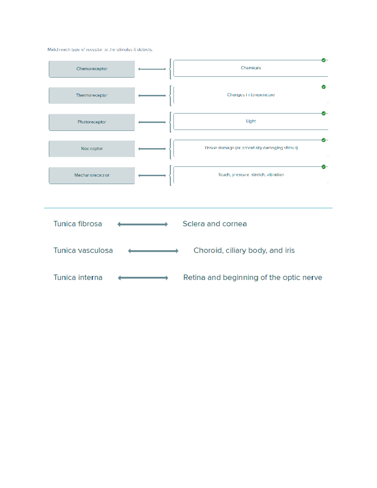 Brain AND Cranial Nerves LAB Visuals - BIO 207 - Studocu